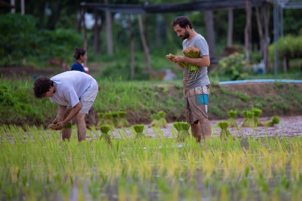 Expérience dans les rizières, culture du riz thailandais - Woofing en ...
